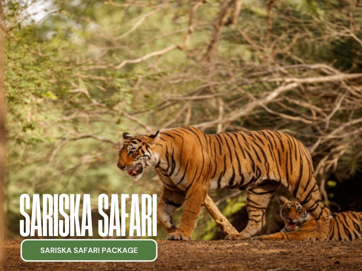 Wildlife Safari Escape – Sariska Safari Package